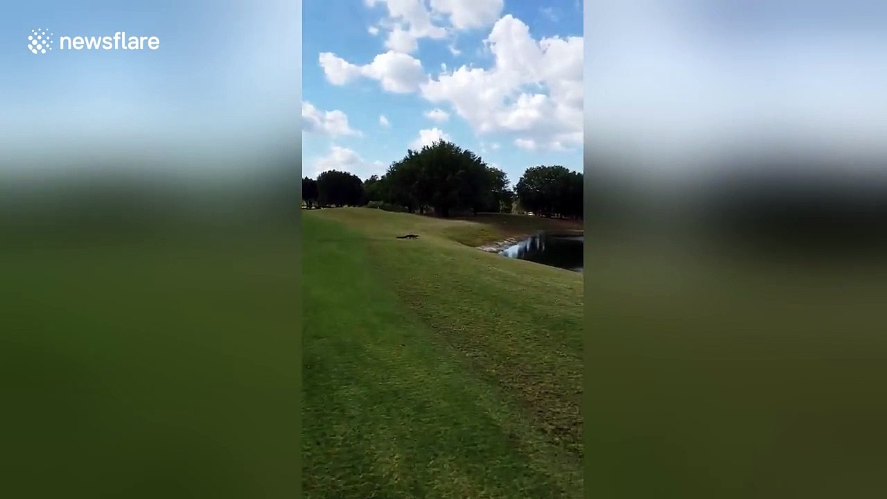 Five-foot-long alligator strolls on golf course in Florida - video ...