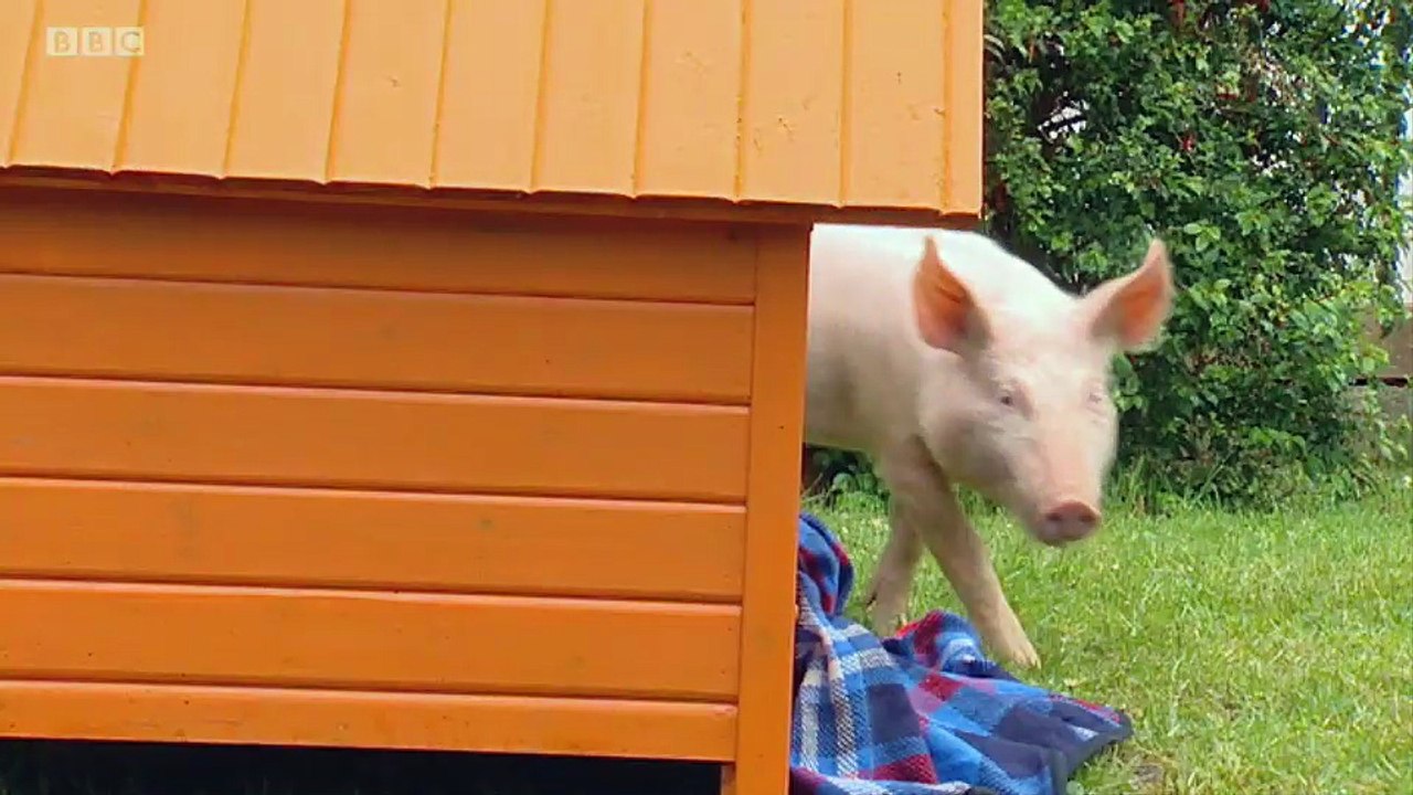 Big Barn Farm - S1E12. 40 Winks - video Dailymotion