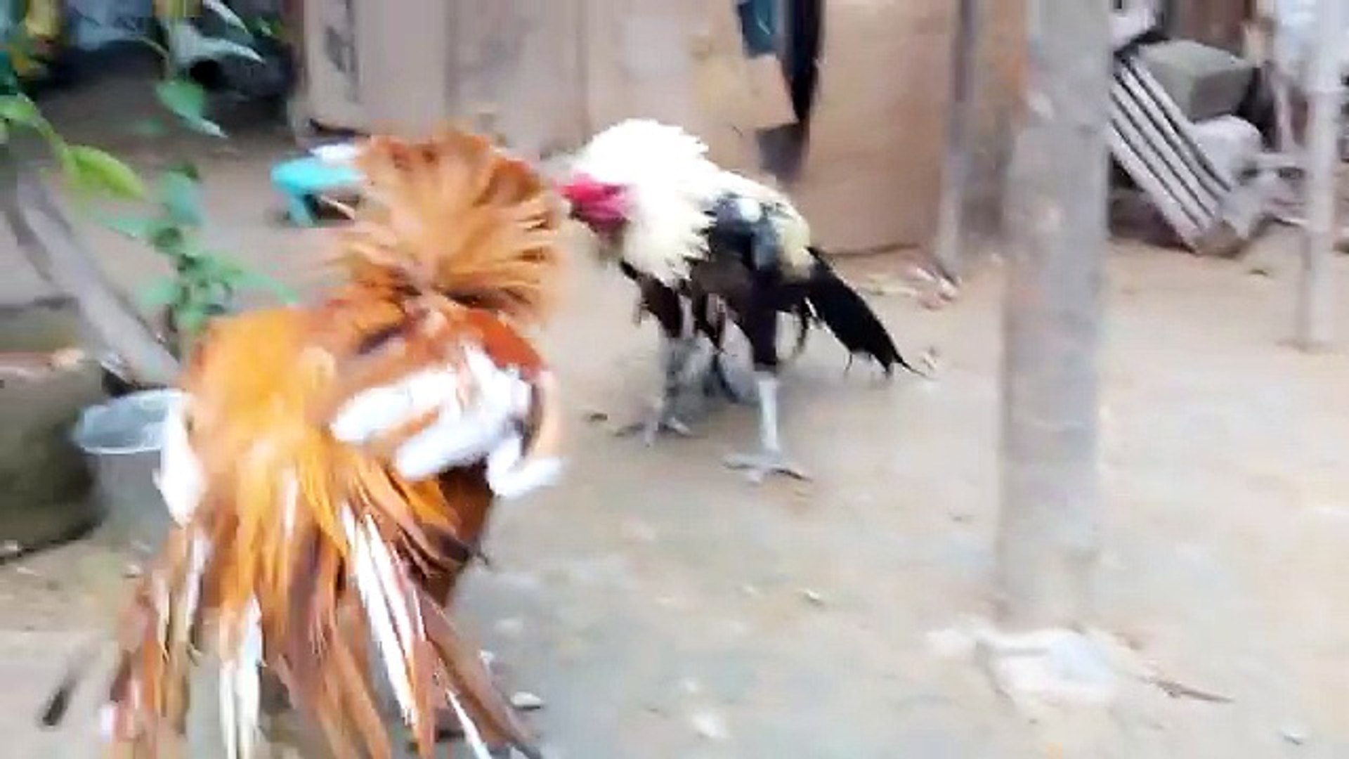 Chicken Fight Chicken