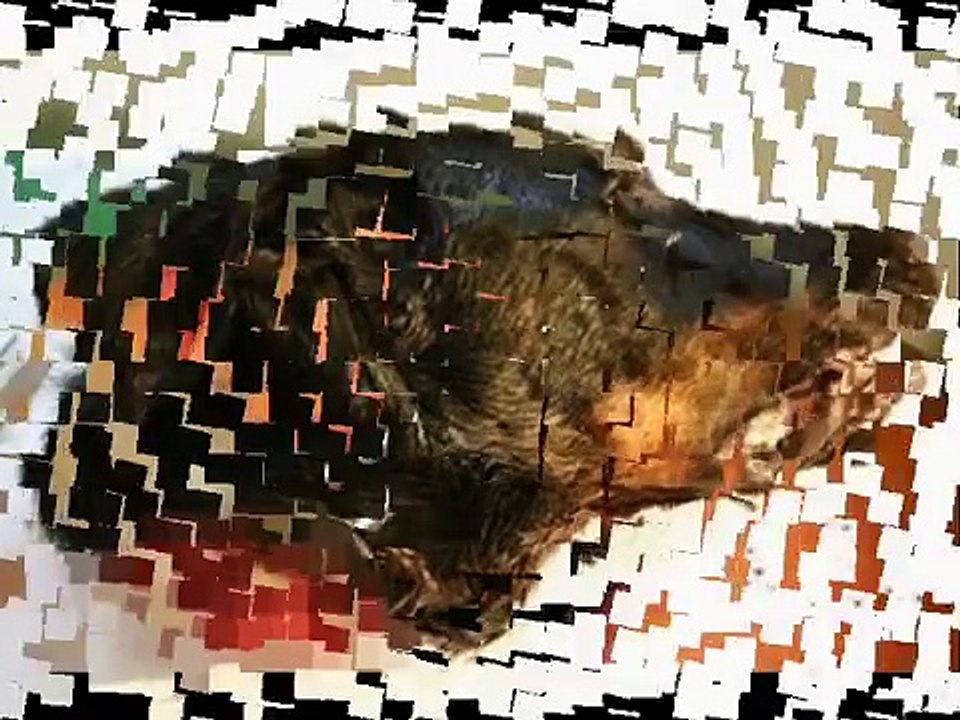 Brazilian Man Got a Dog Face by Plastic Surgery | amazing dog face ...