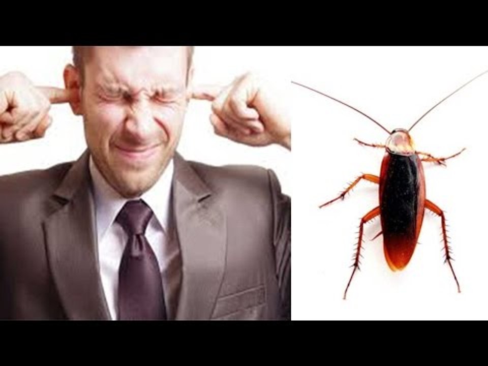 Man diagnosed with 26 cockroaches in his ear - video Dailymotion