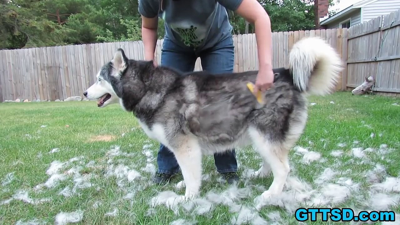 How much do Huskies SHED- - FURminator Siberian Husky - video Dailymotion