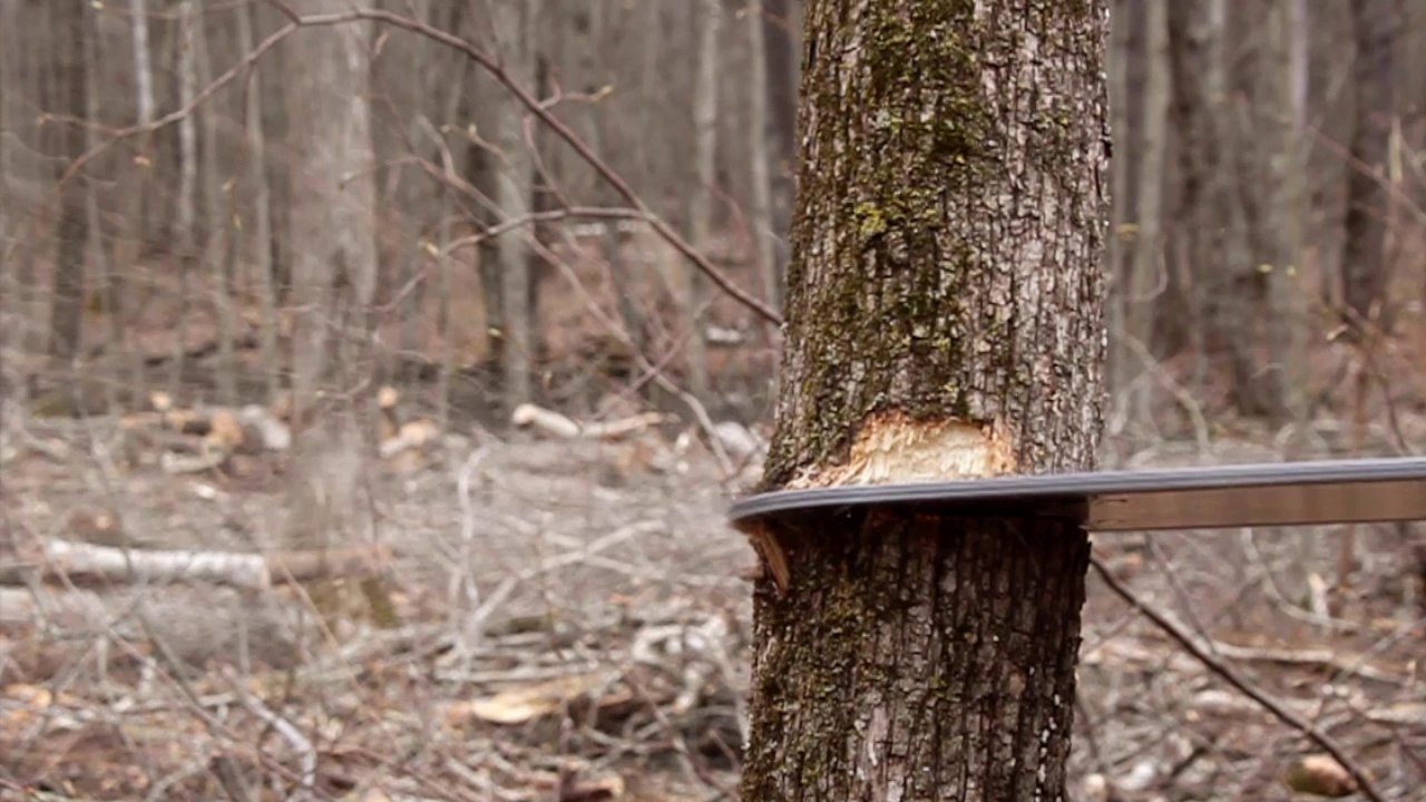 Hinge-Cut Trees Now for More Big Bucks Later - video Dailymotion