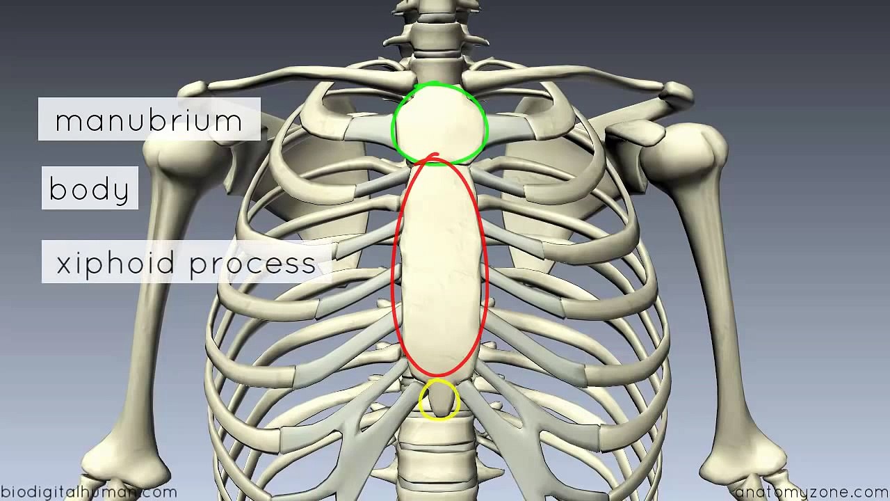 Sternum - 3D Anatomy Tutorial-2017 - video Dailymotion