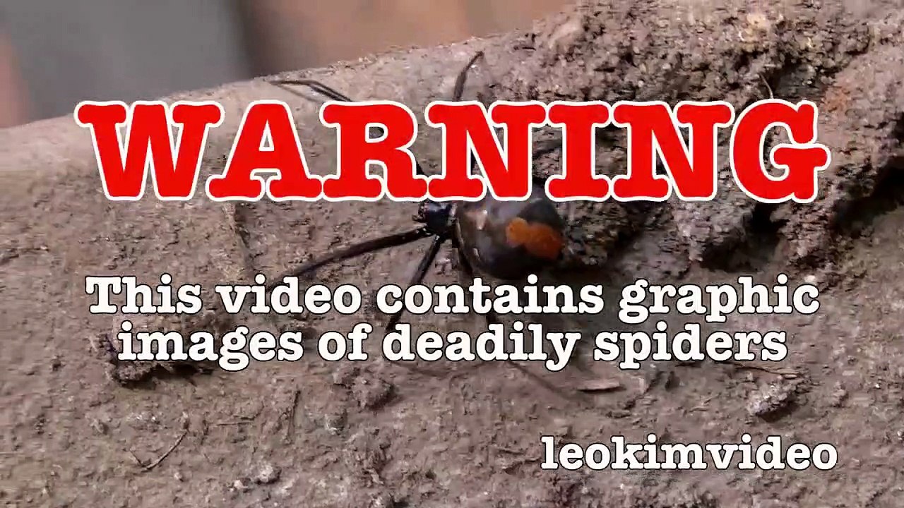 Deadly Redback Spider & Brown Recluse Spider Vs Rexona Flamethrower ...