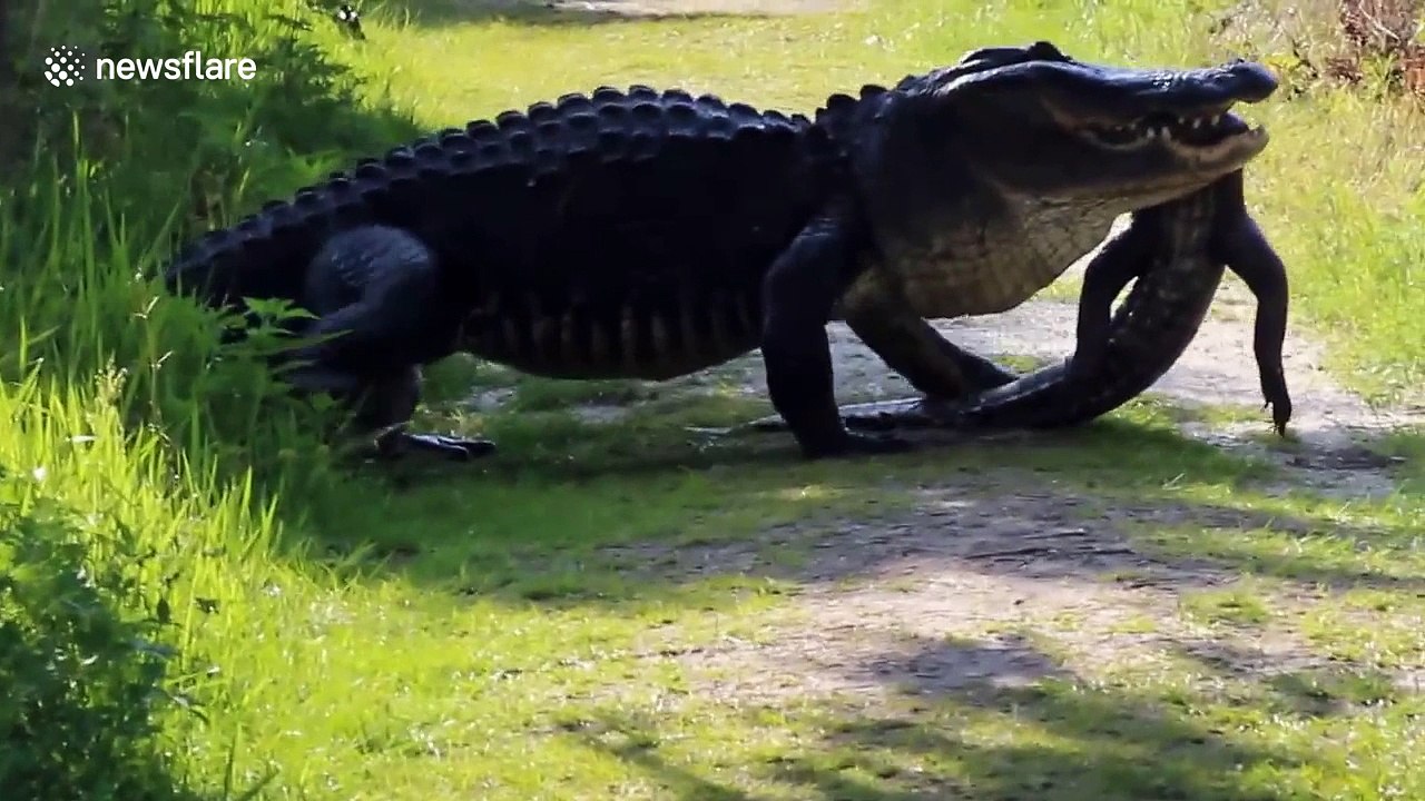 Huge alligator eats smaller alligator in Florida - video Dailymotion