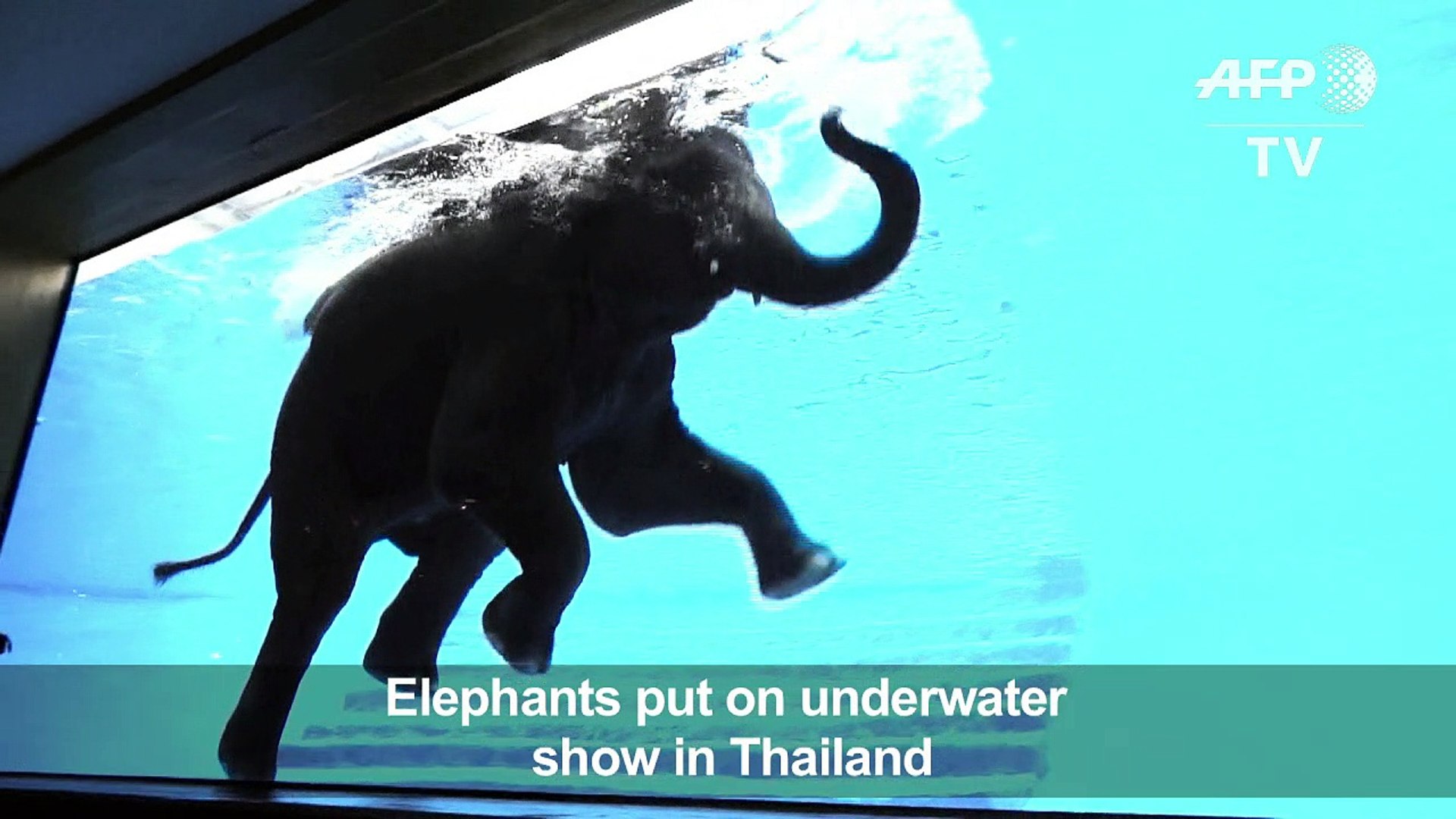 Elephants Swimming Underwater Thai Zoo Offers Front Row View Of
