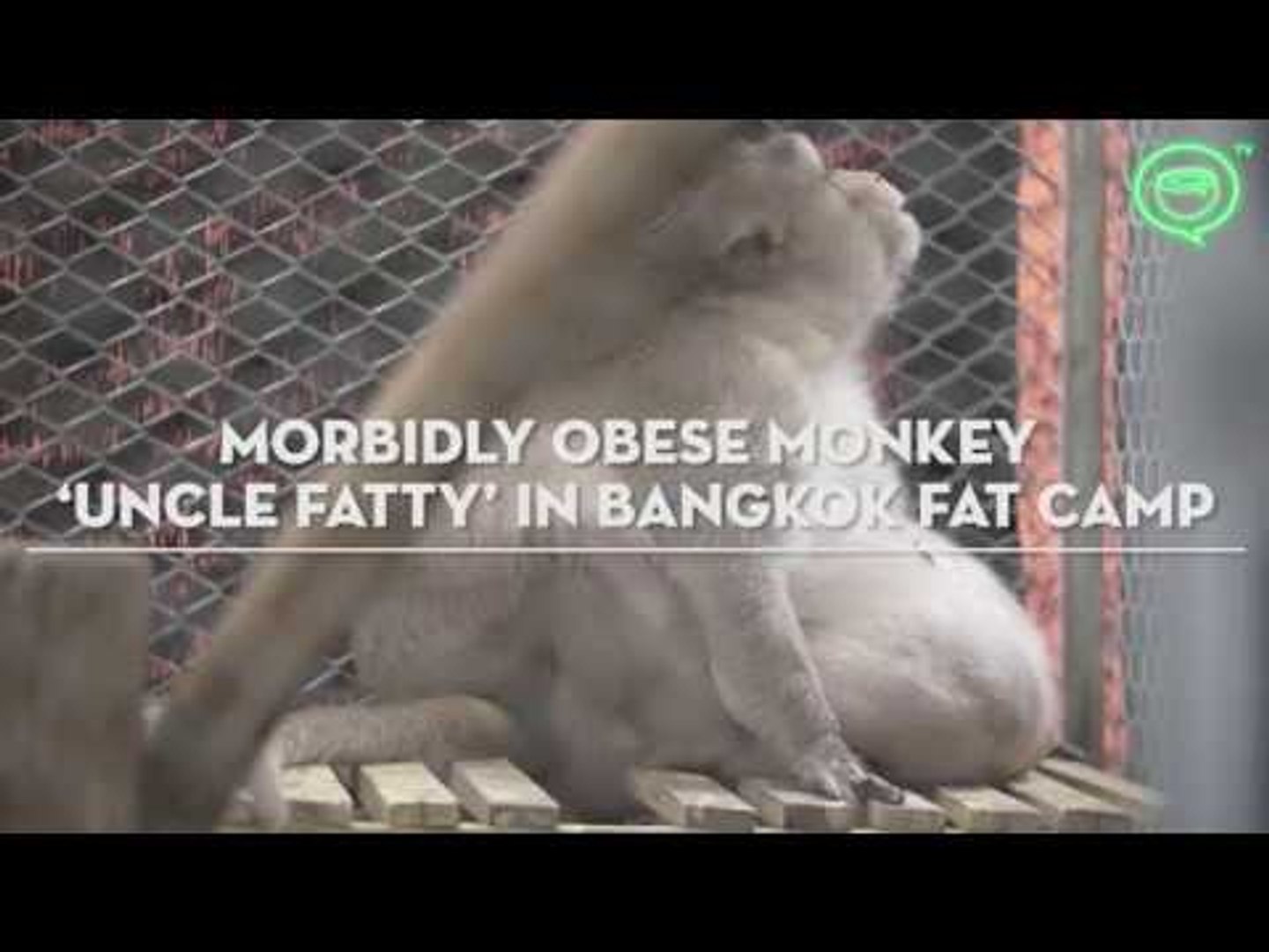 Uncle Fat Morbidly Obese Monkey In Thailand Put On