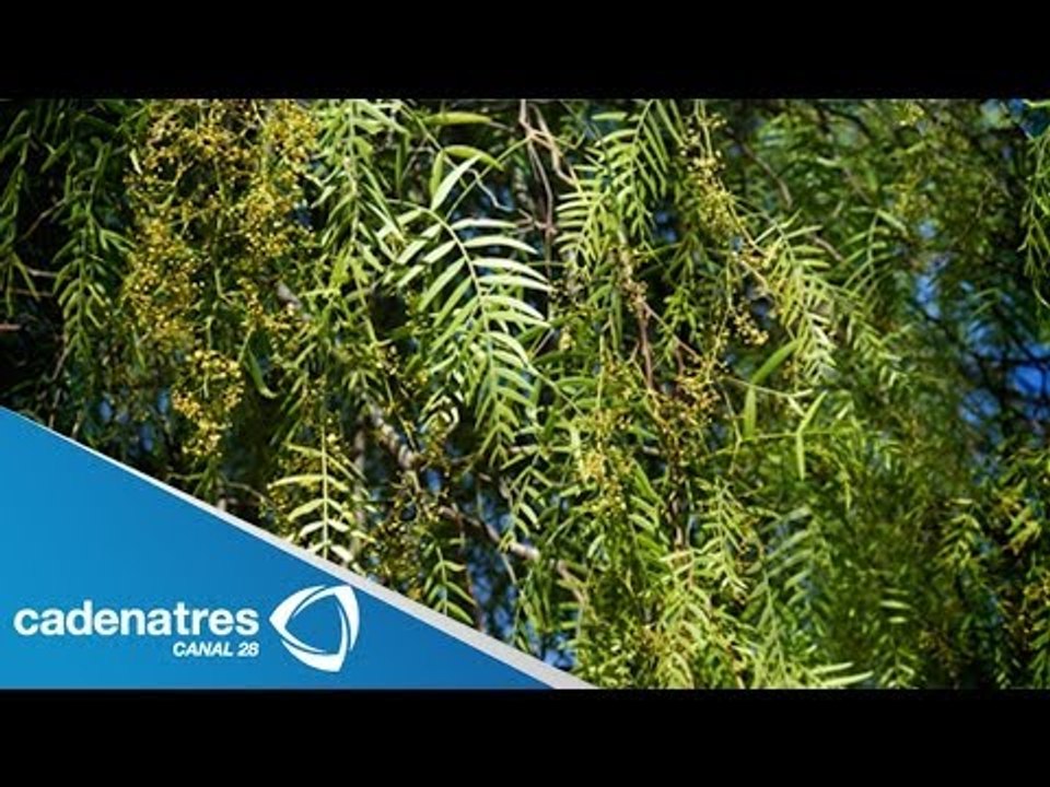 ¿Para qué sirve el pirul? / Beneficios del Pirul - Vídeo Dailymotion