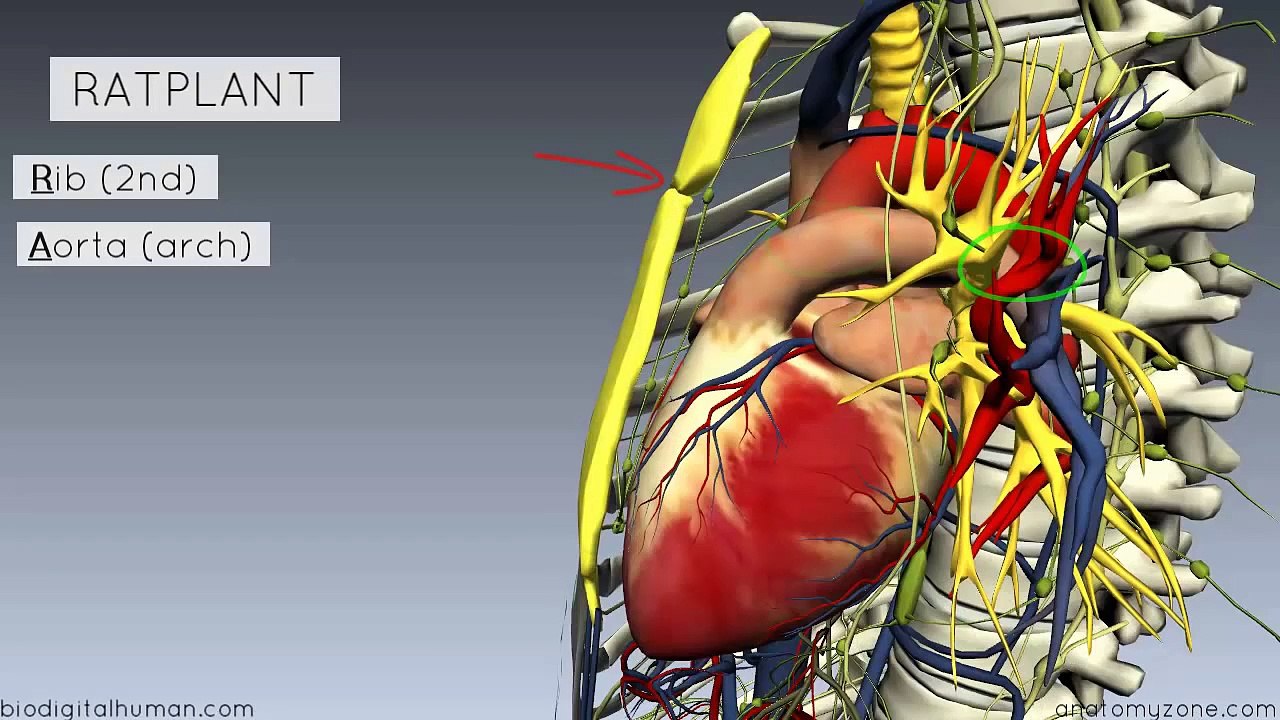 Sternal Angle - Angle of Louis - 3D234werwer - video Dailymotion