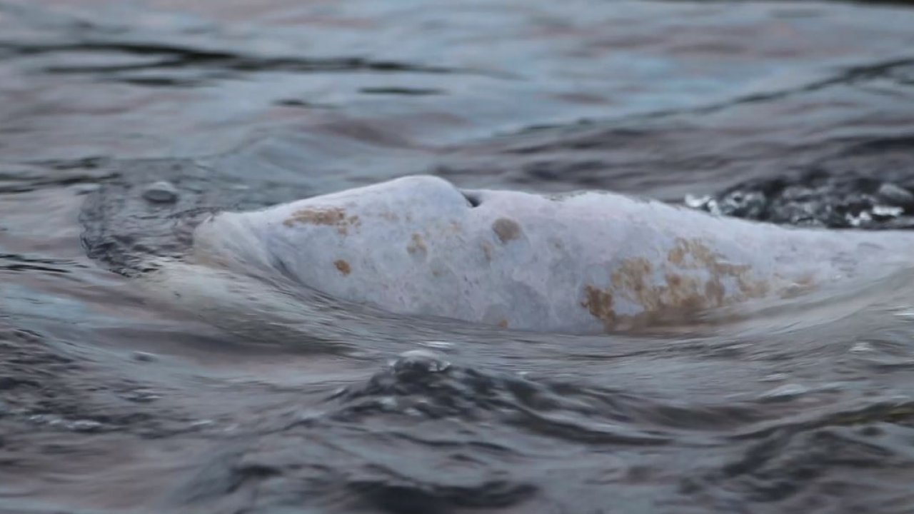 Stranded beluga whale returned to its family in bi-national rescue ...