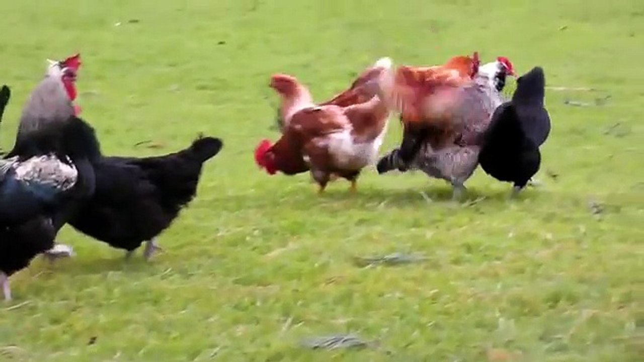 Rooster Mating Compilation Full Video- Chickens Mating Hen Full Video ...