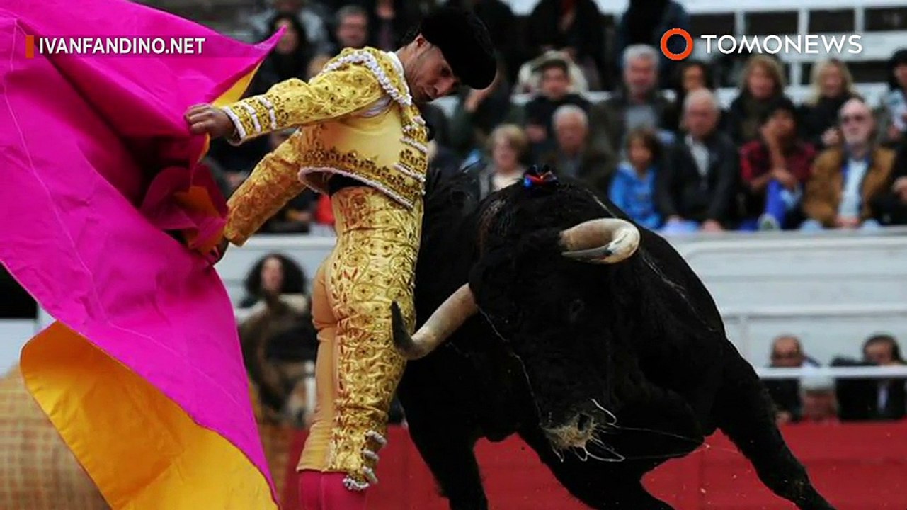Bullfighting maestro killed by raging bull after tripping on cape ...