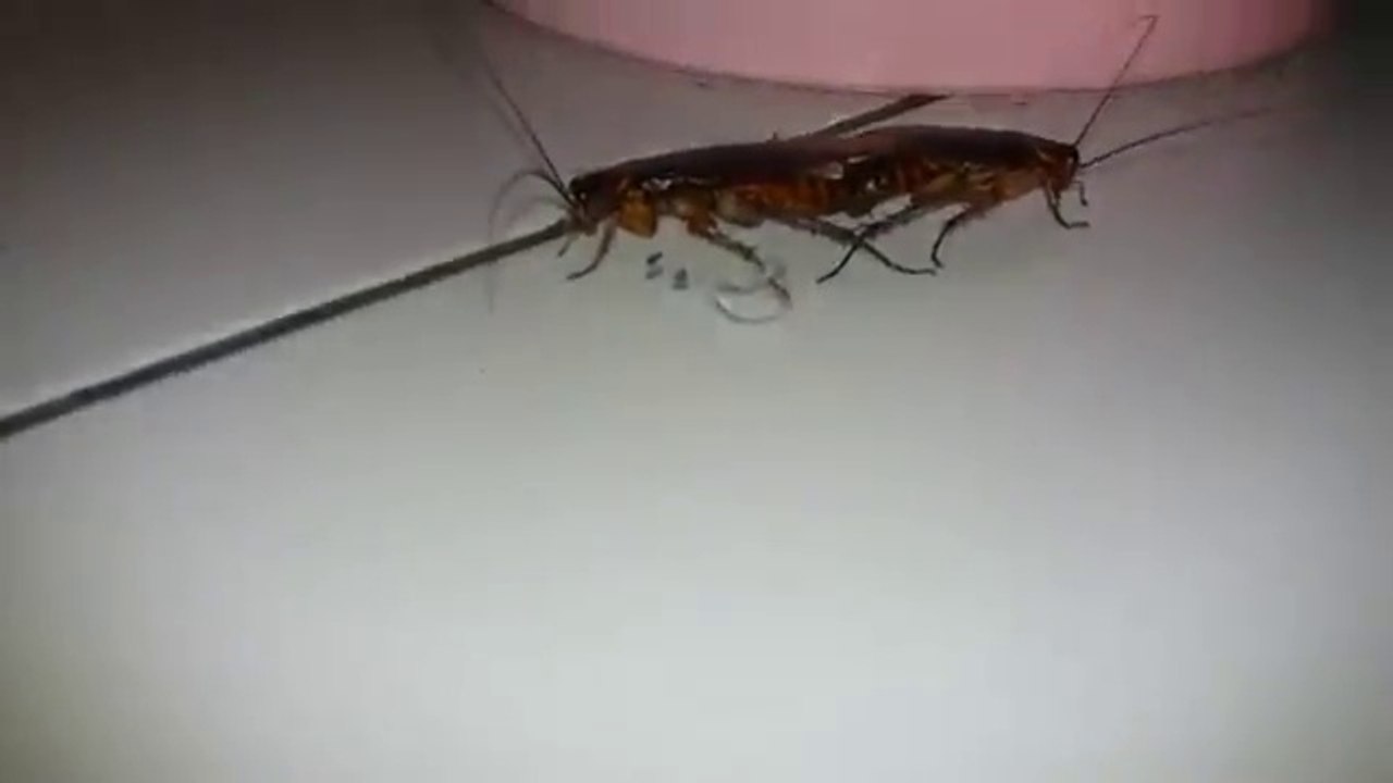 Video Bokep Terbaru Kusus Gadis Bawah Umur - Video Dailymotion