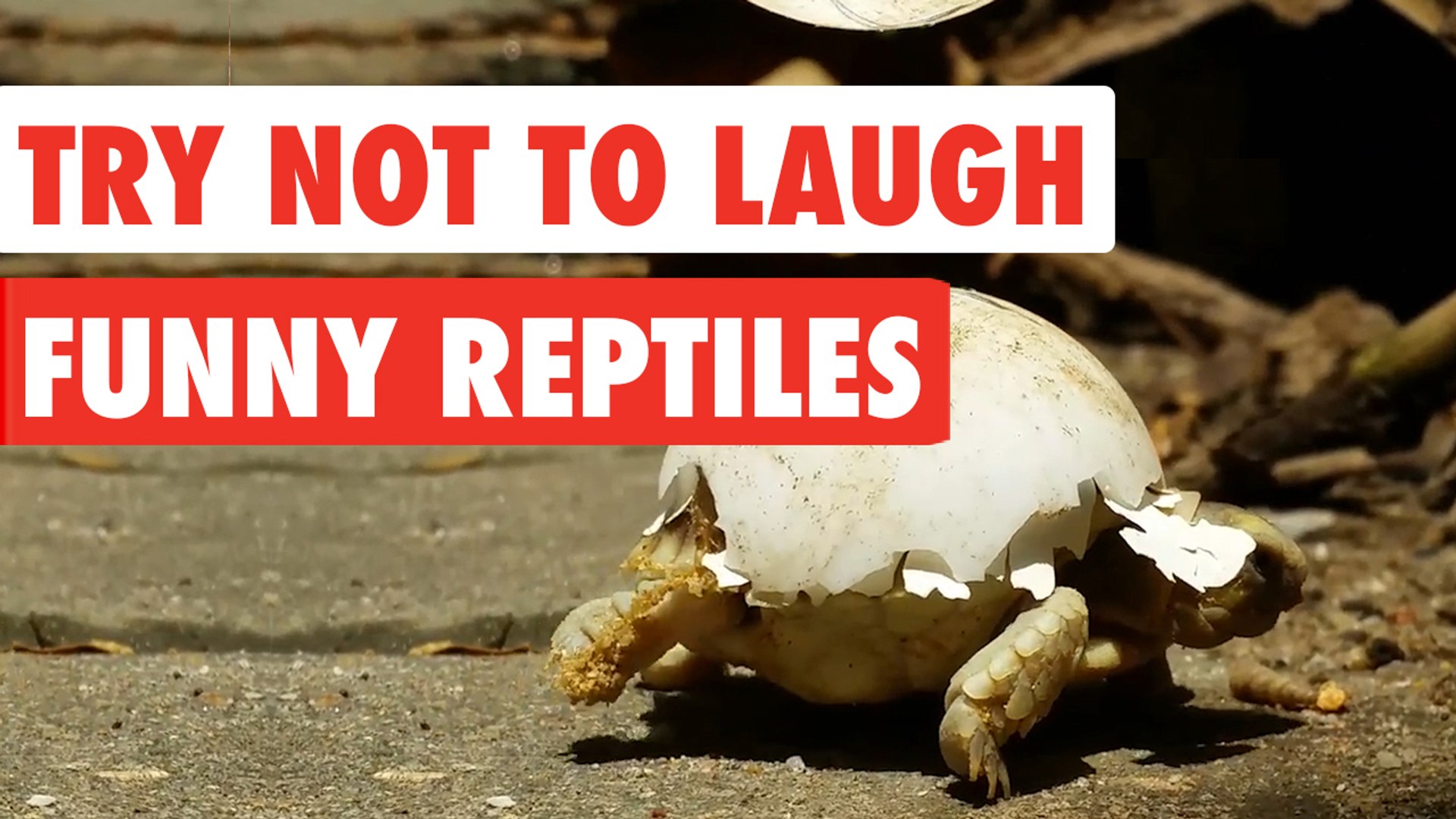 Funny Reptiles