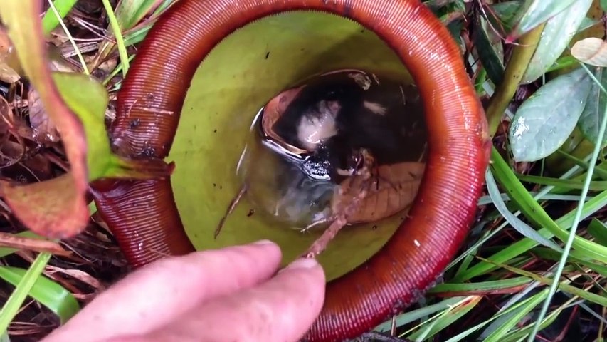 Carnivorous Plants Eating Mouse