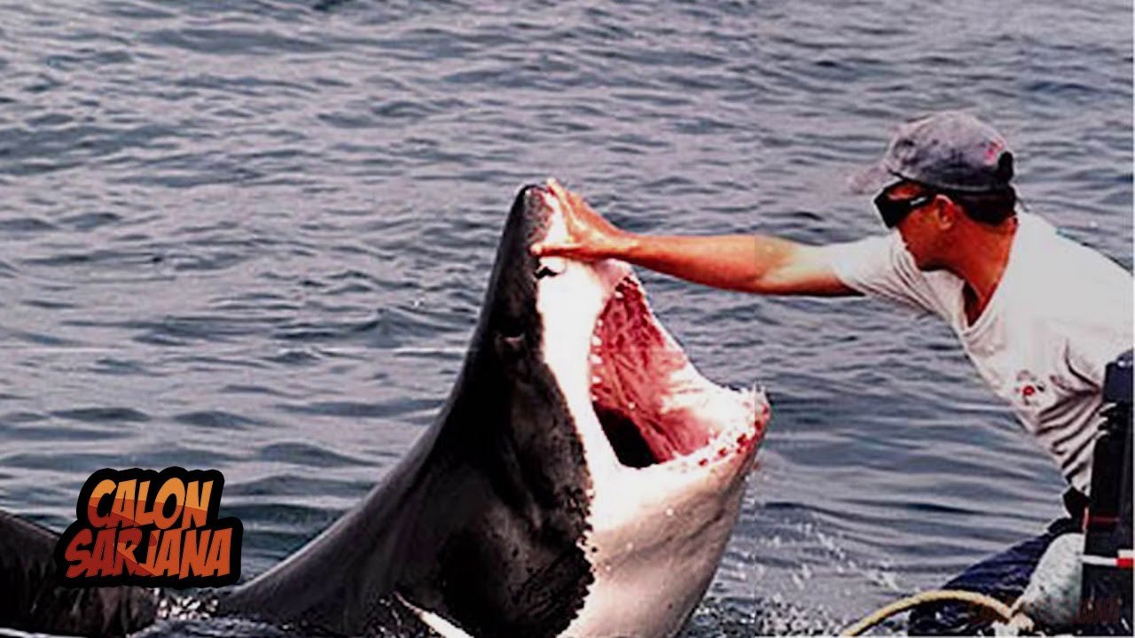 5 KISAH PERSAHABATAN TERANEH ANTARA MANUSIA DENGAN HEWAN YG BISA MEMBUATMU TERCENGANG!!! - video ...