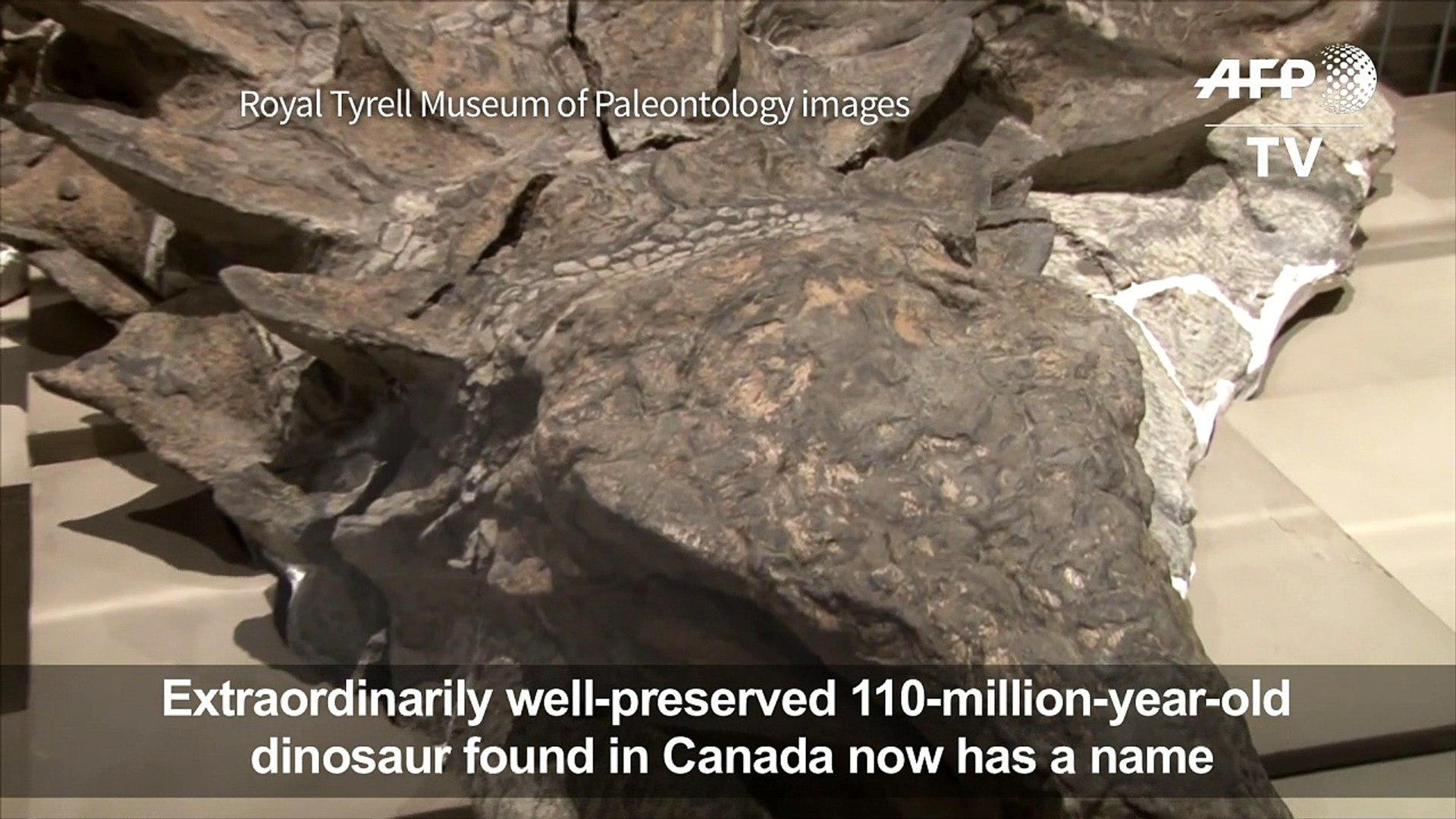 Dinosaur Found In Canada