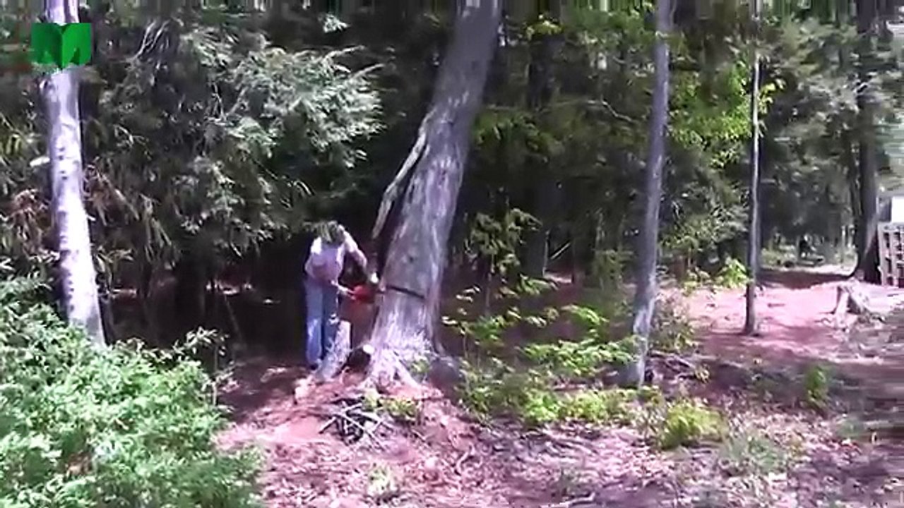 Tree cutting fails and idiots with chainsaws. EPIC COMPILATION: part 5 ...