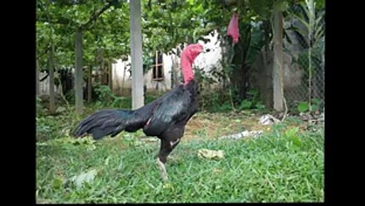 ga choi hay - Video Dailymotion