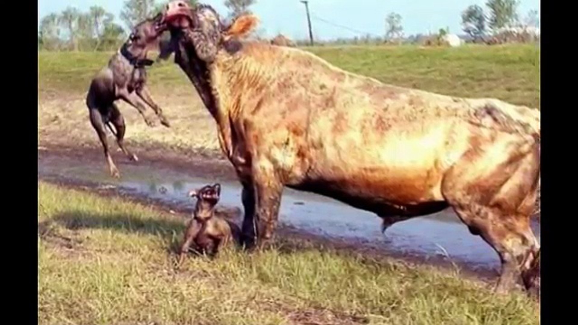 Pitbull Dog Vs Lion