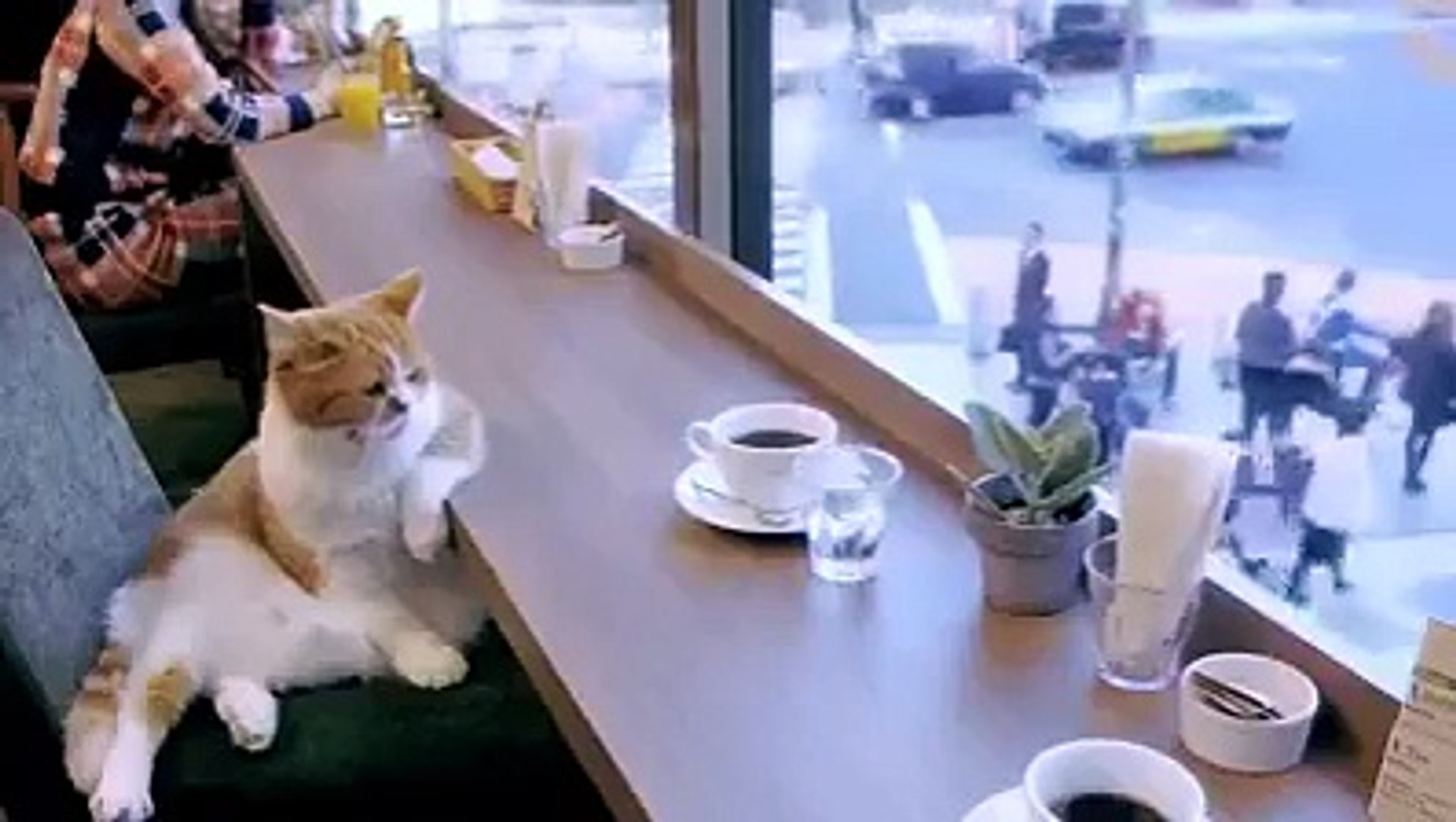 Cats Drinking Coffee