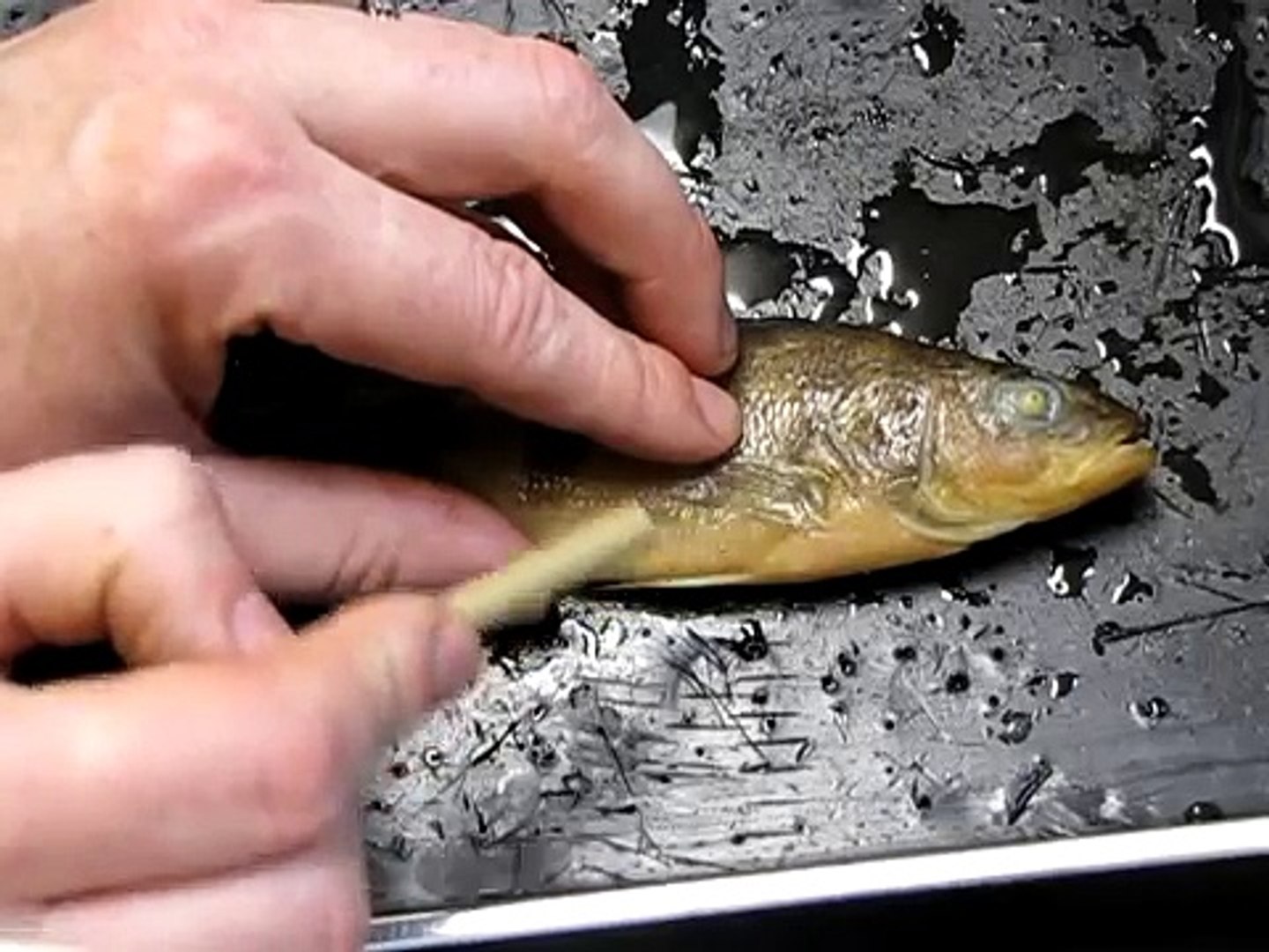 Perch Fish Dissection