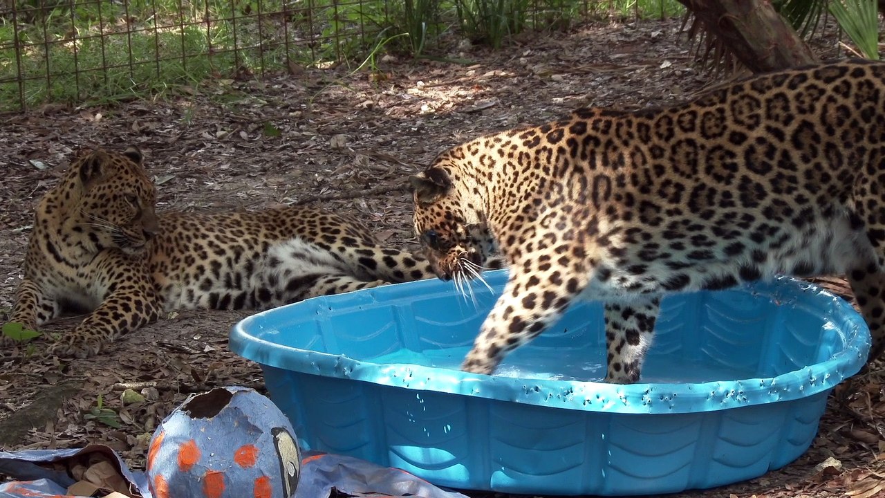 Silly Leopard Sisters - video Dailymotion