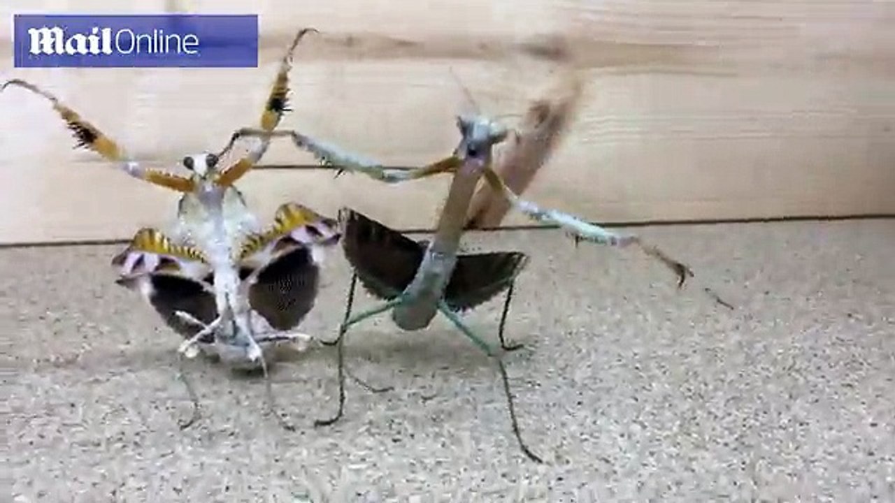 Praying mantis fight for space in elaborate dance - video Dailymotion