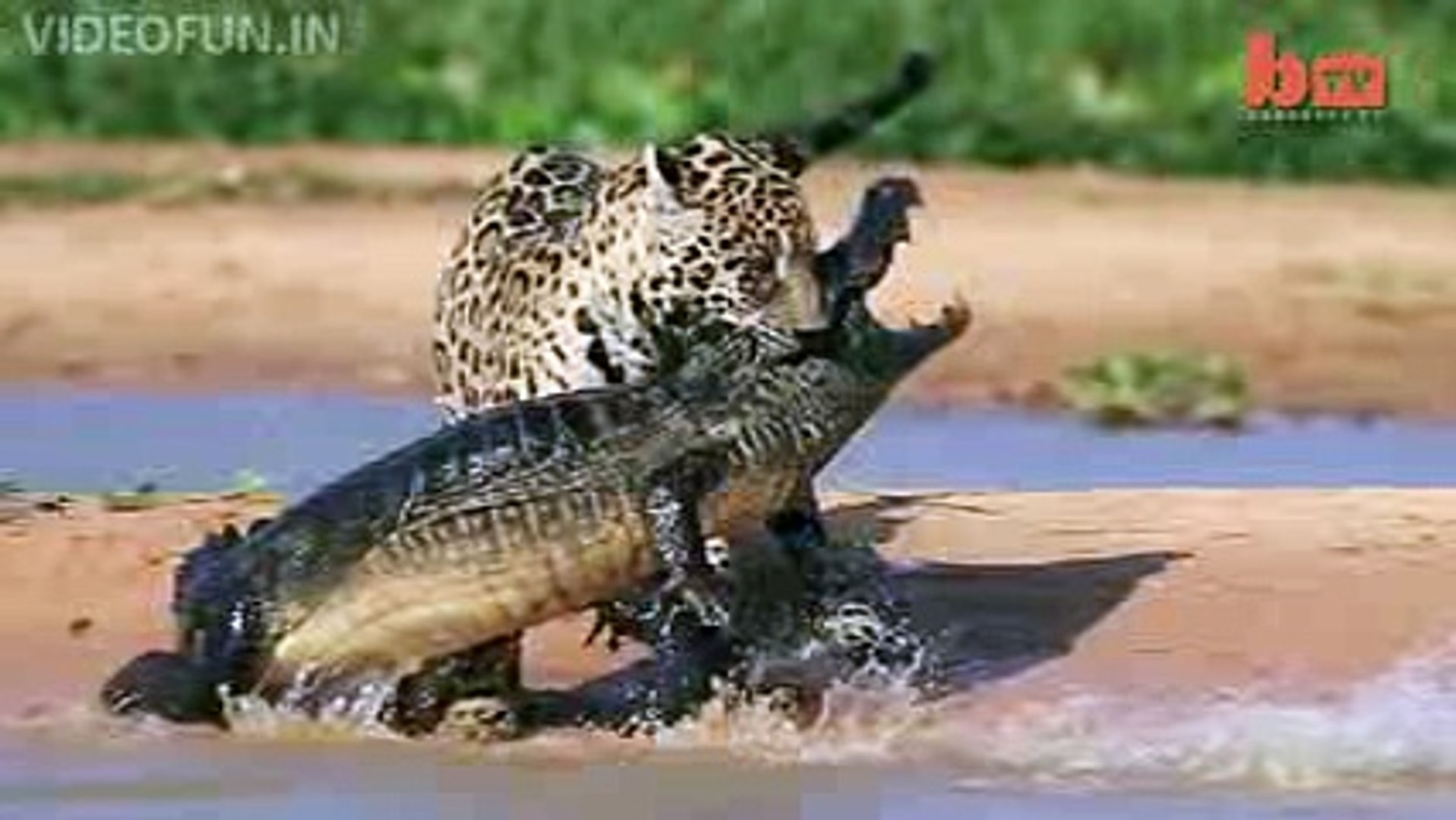Cheetah Vs Crocodile