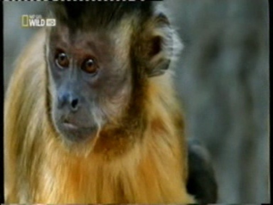 Monos capuchinos: Inteligencia primate - Vídeo Dailymotion