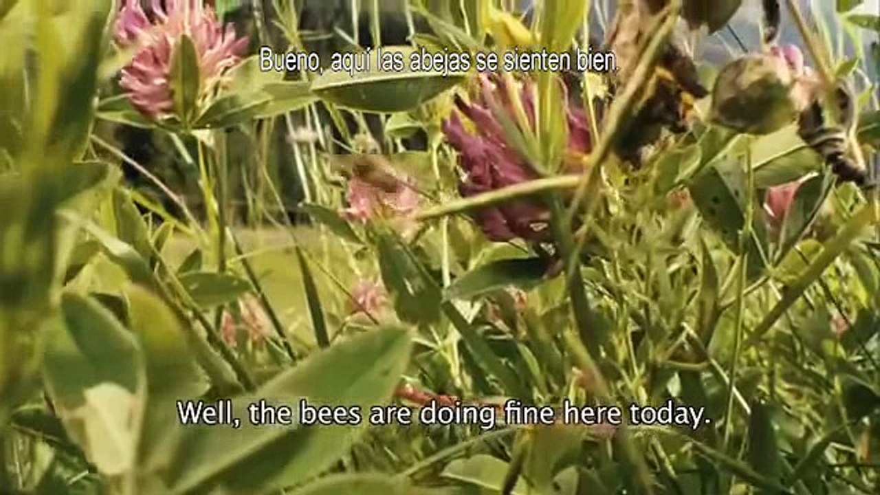 Mucho más que miel trailer español - Vídeo Dailymotion