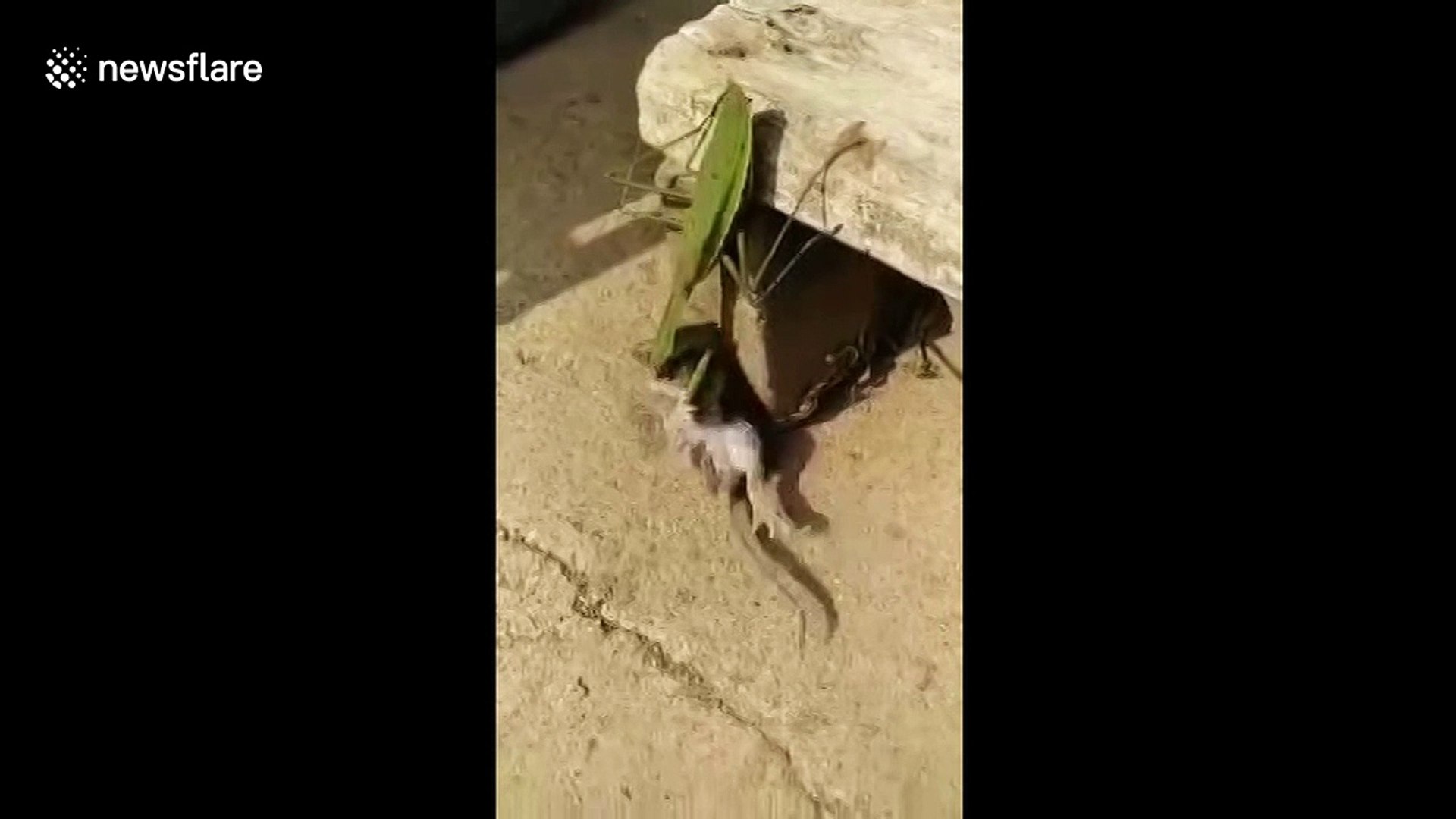 Praying Mantis Eating Mouse