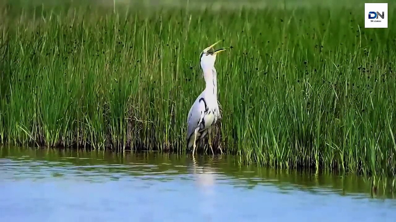 Heron eats huge fish, Heron eating Rabbit, Kills Gophers, dove 헤론 사냥 ...