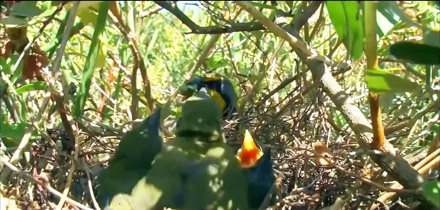 [Discovery Animals Documentary] Amazing Animal Homes How Live - Nature ...