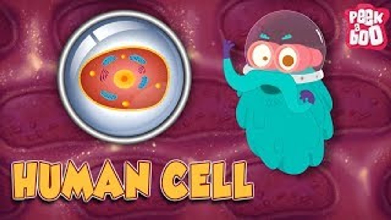 HUMAN CELL - The Dr. Binocs Show | Best Learning Videos For Kids ...