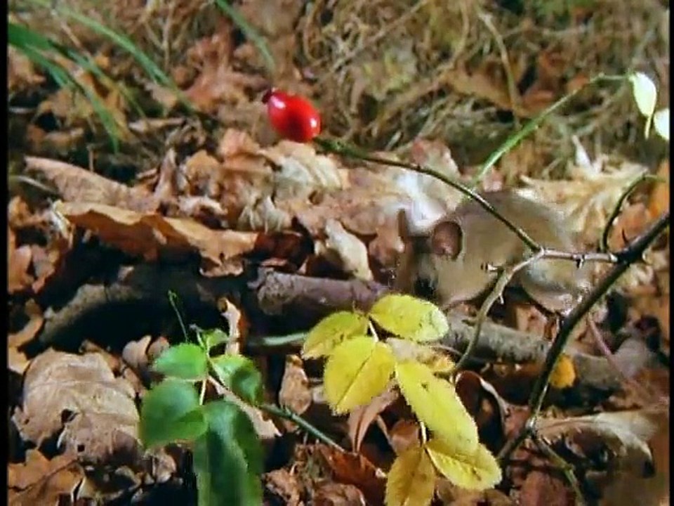 Baby Einstein 11 - Neighborhood Animals - Discovering Familiar Animals ...