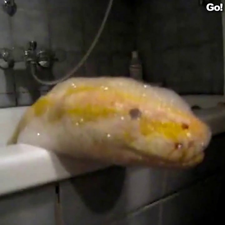 Il donne son bain à son python jaune magnifique... qui adore la mousse ...