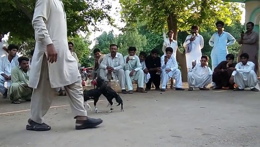 Aseel Cook Fight - video dailymotion