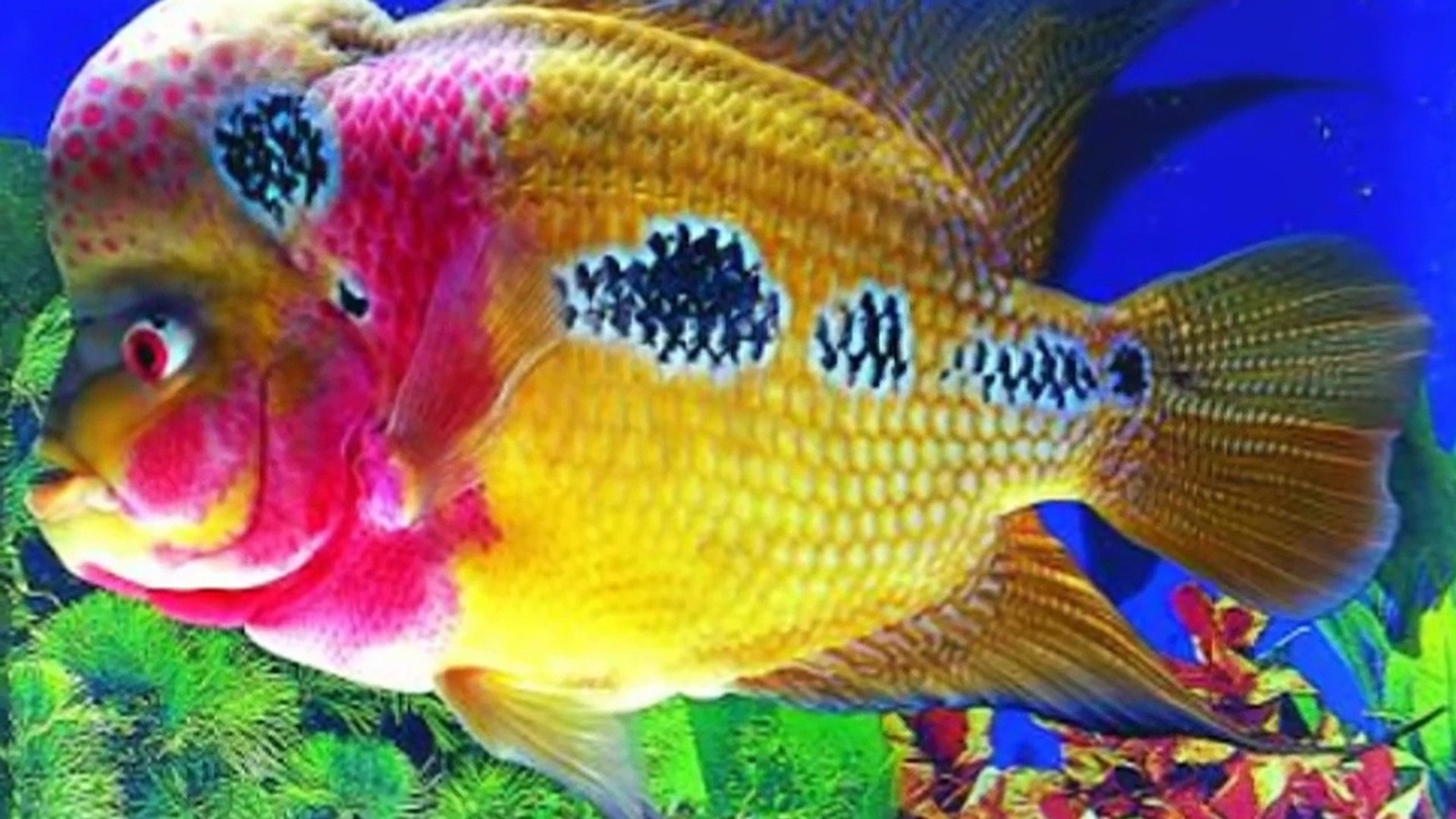Zhen Zhu Flowerhorn