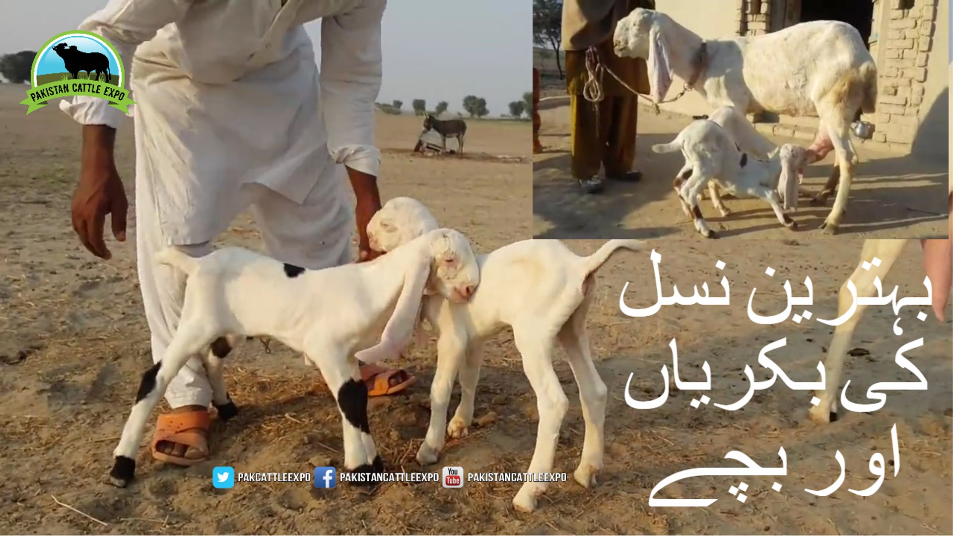 Pakistani Goat Breeds