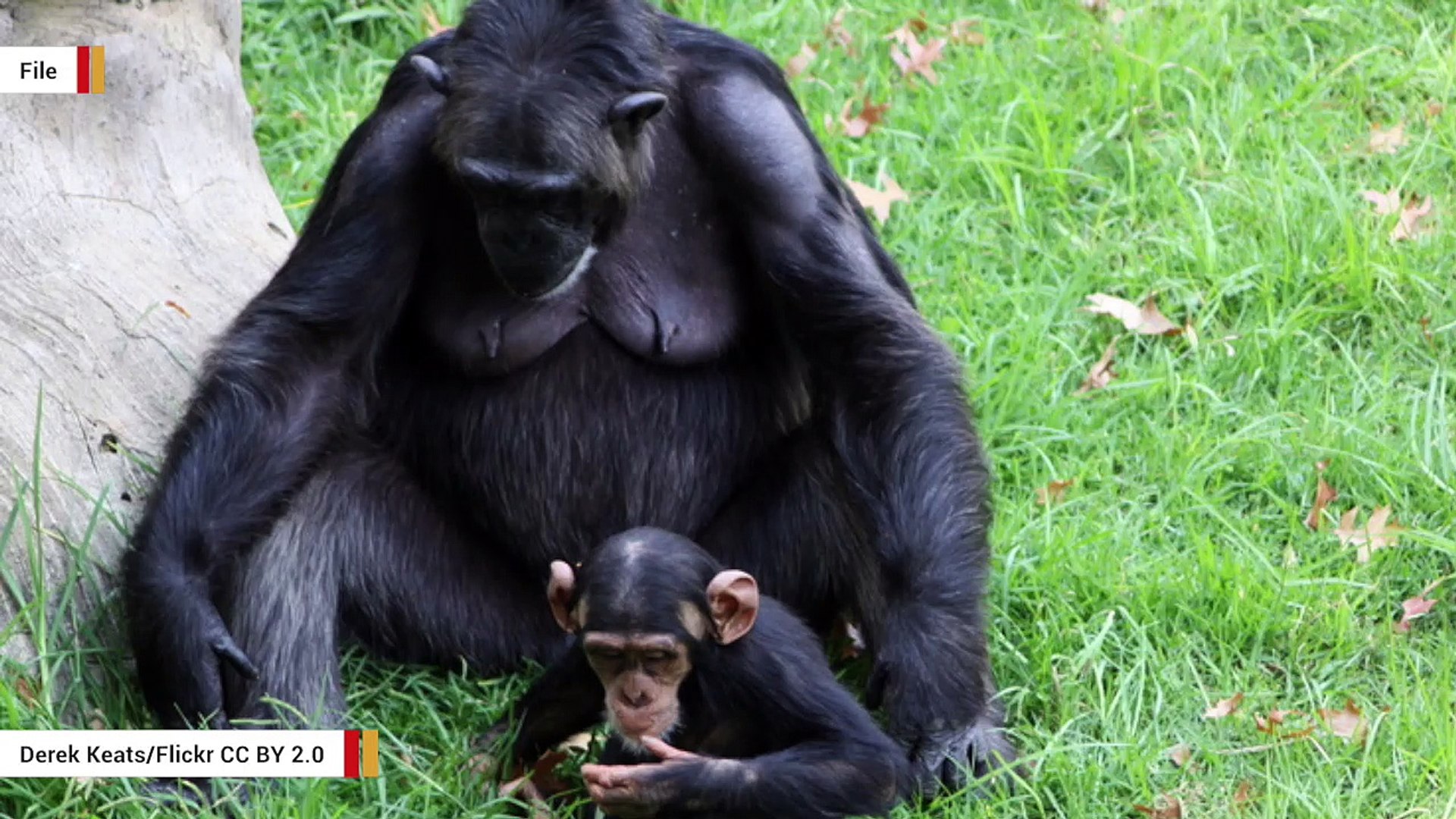 Baby Chimpanzees Eating