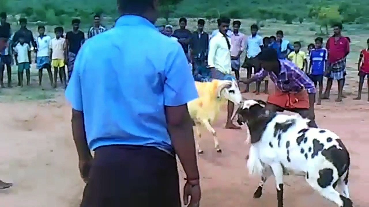 Goat Fight,,,,, Best and Fantastic GOAT FIGHT,,,,,,,, - video Dailymotion