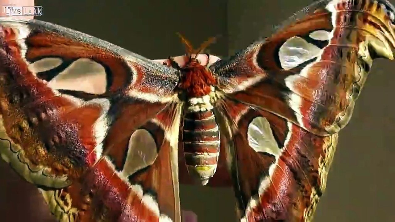 Découvrez l'Attacus Atlas, le plus grand papillon de nuit au monde - Vidéo Dailymotion