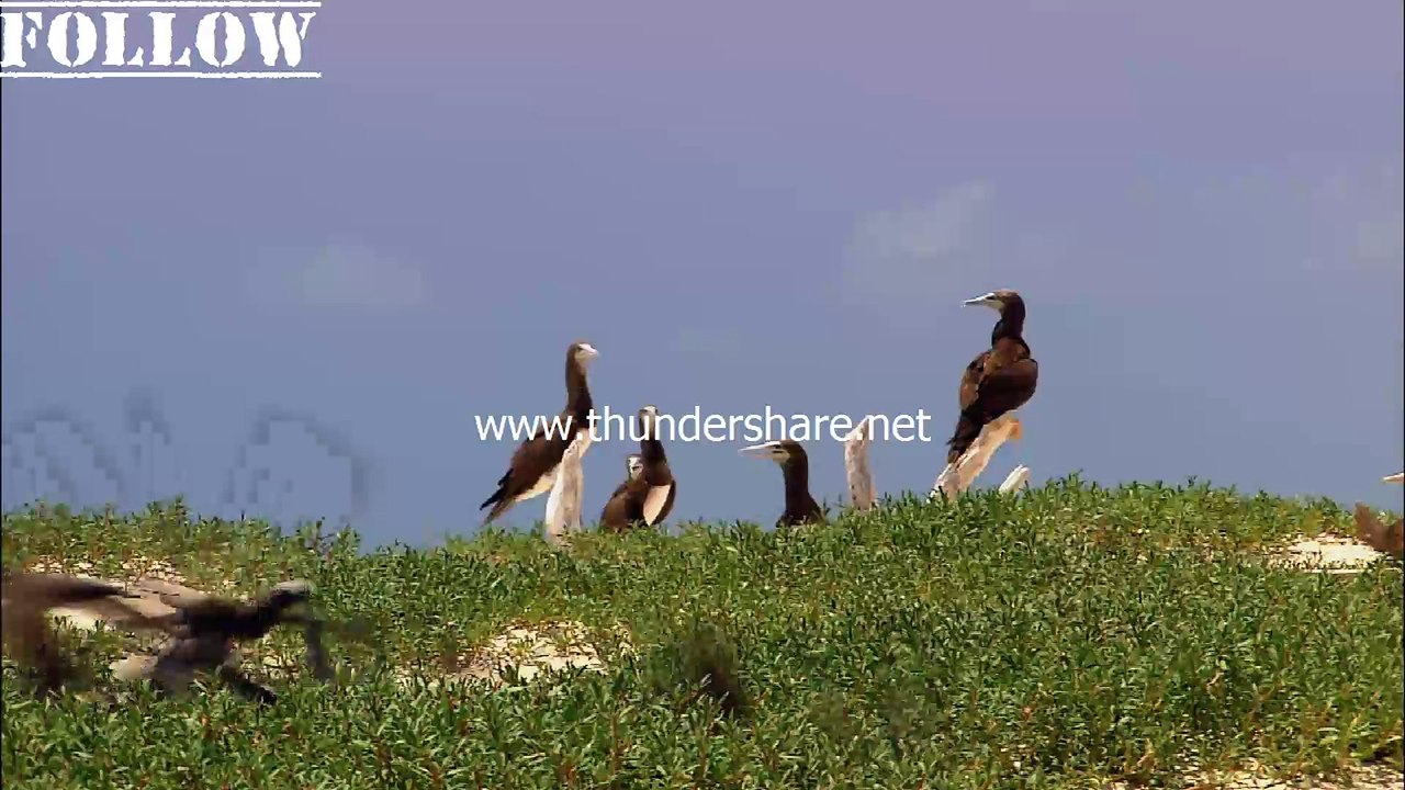 Wildlife - video Dailymotion