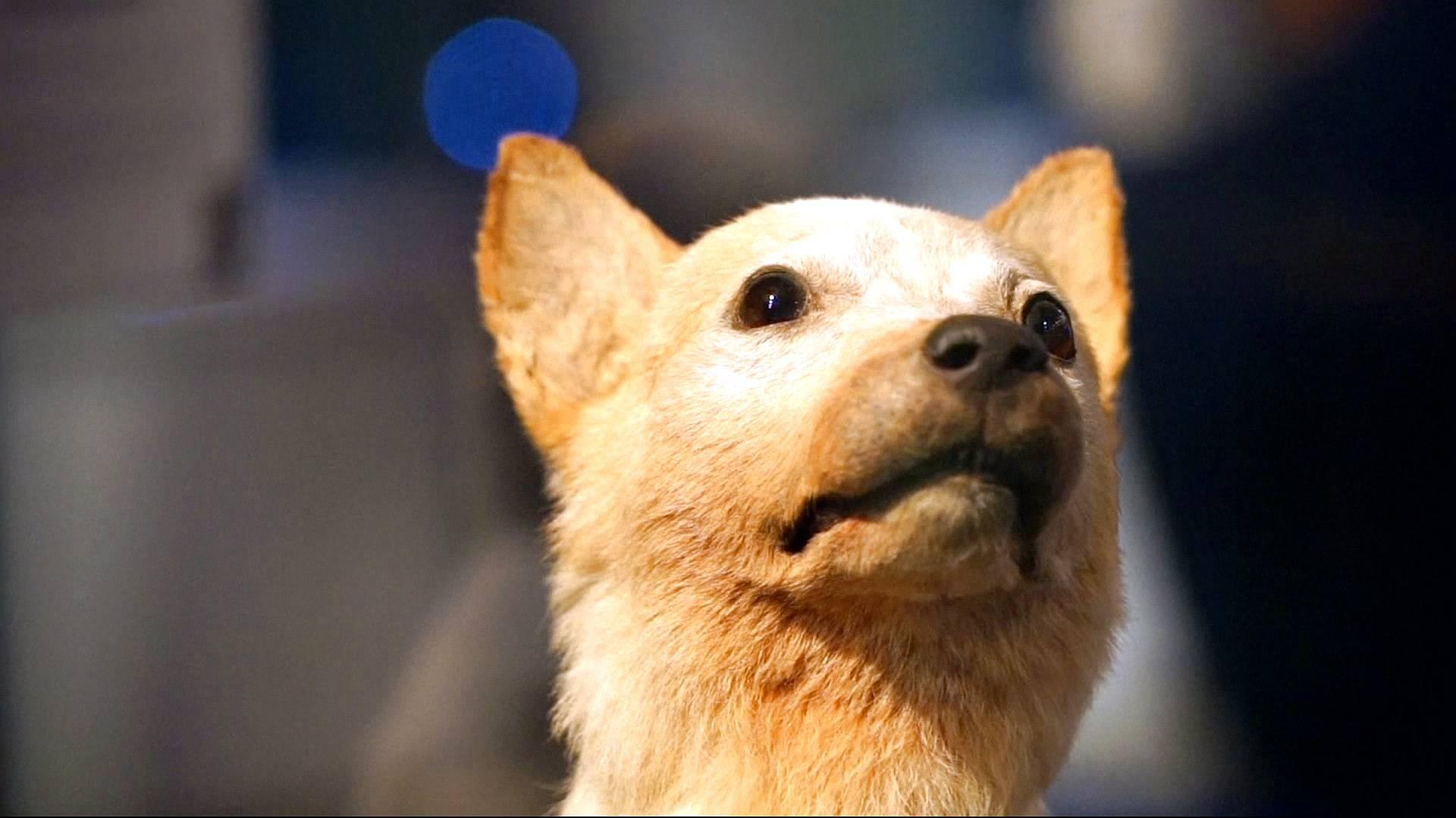 What Happened With The First Dog In Space