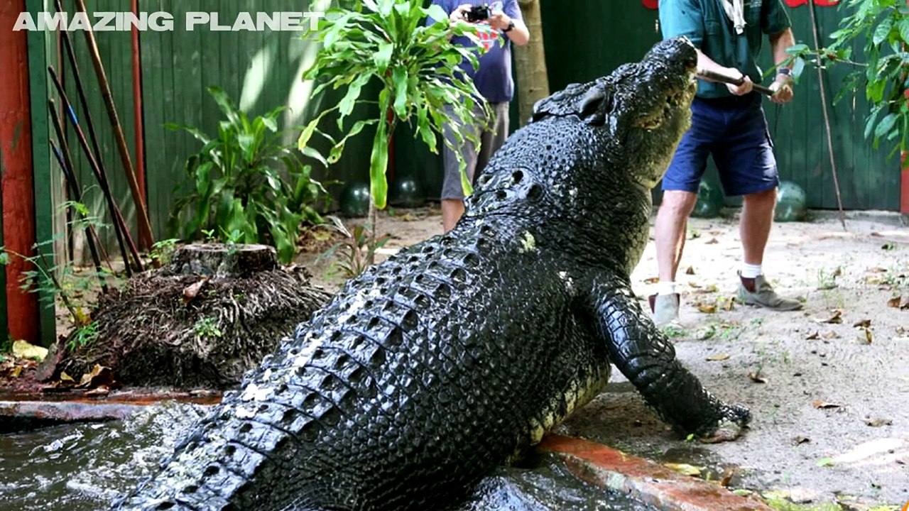 5 of the WORLD'S BIGGEST CROCODILES ever caught on film! ULTIMATE CROC compilation! - video ...