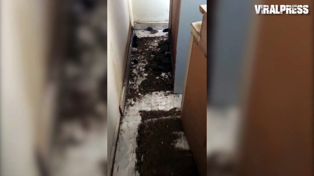 Hundreds Of Mice Running Around House - video Dailymotion
