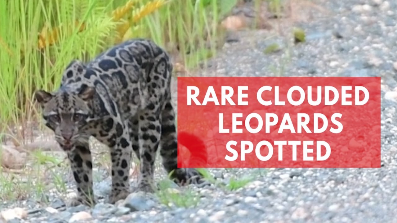 Rare Bornean clouded leopards caught on camera in Malaysian forest ...