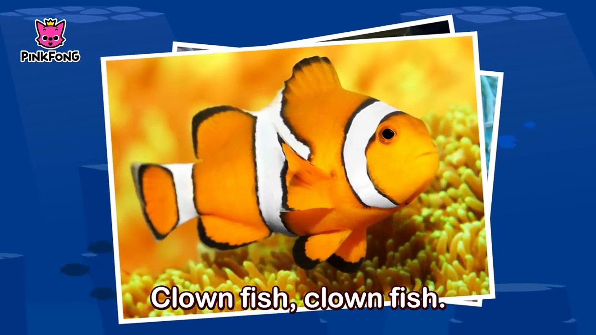 Blue Tang Fish And Clown Fish